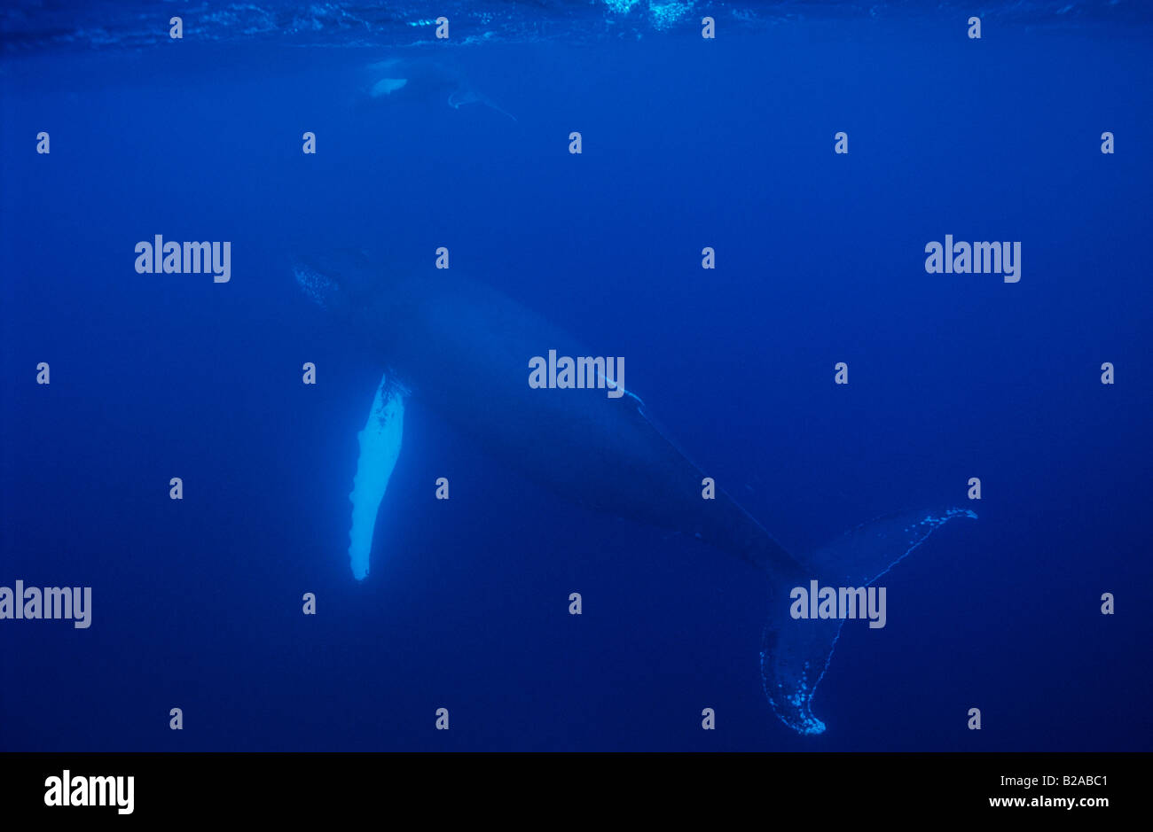 humpback whale, Dominican republic Stock Photo - Alamy