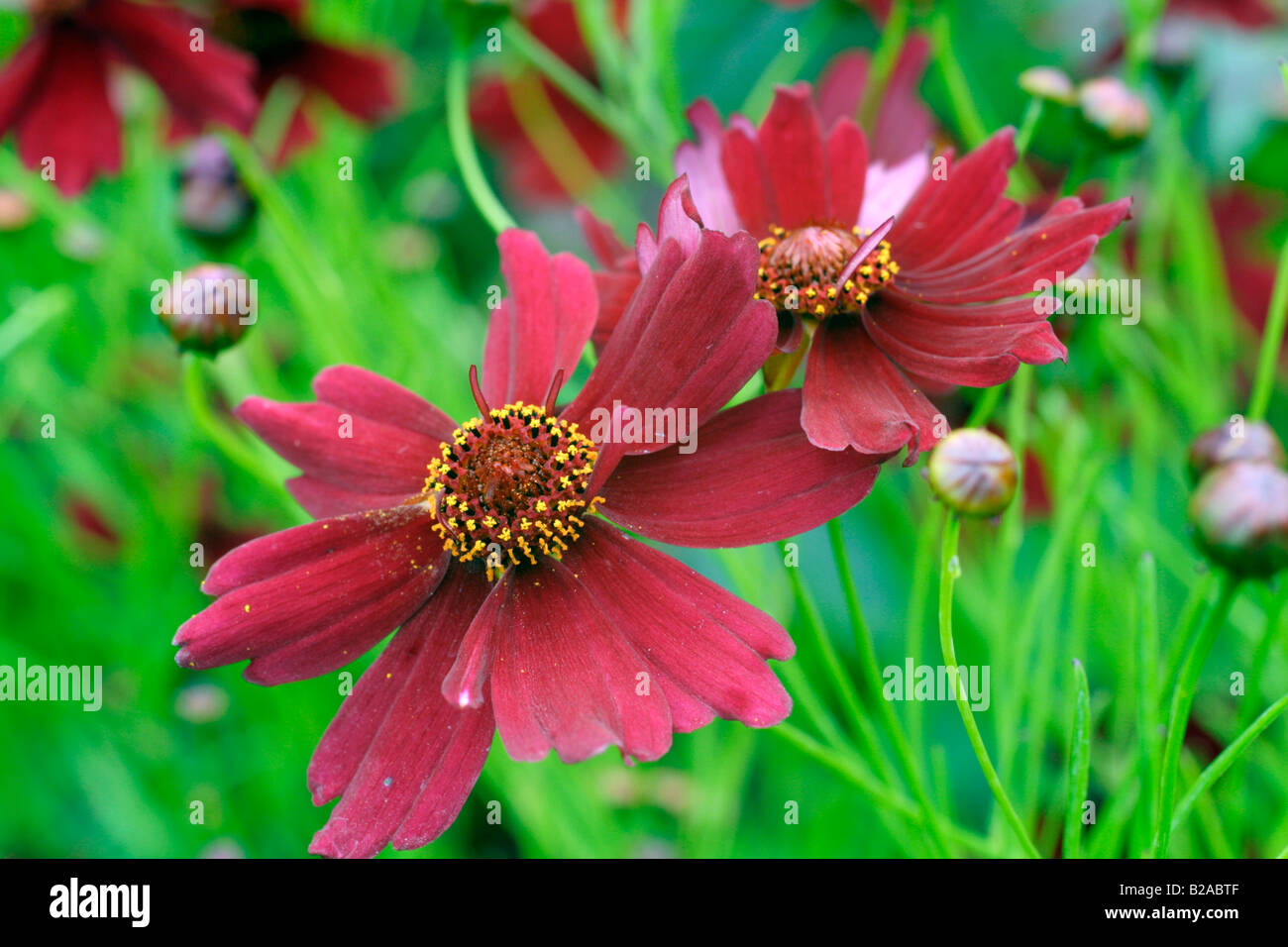 COREOPSIS LIMEROCK RUBY Stock Photo - Alamy