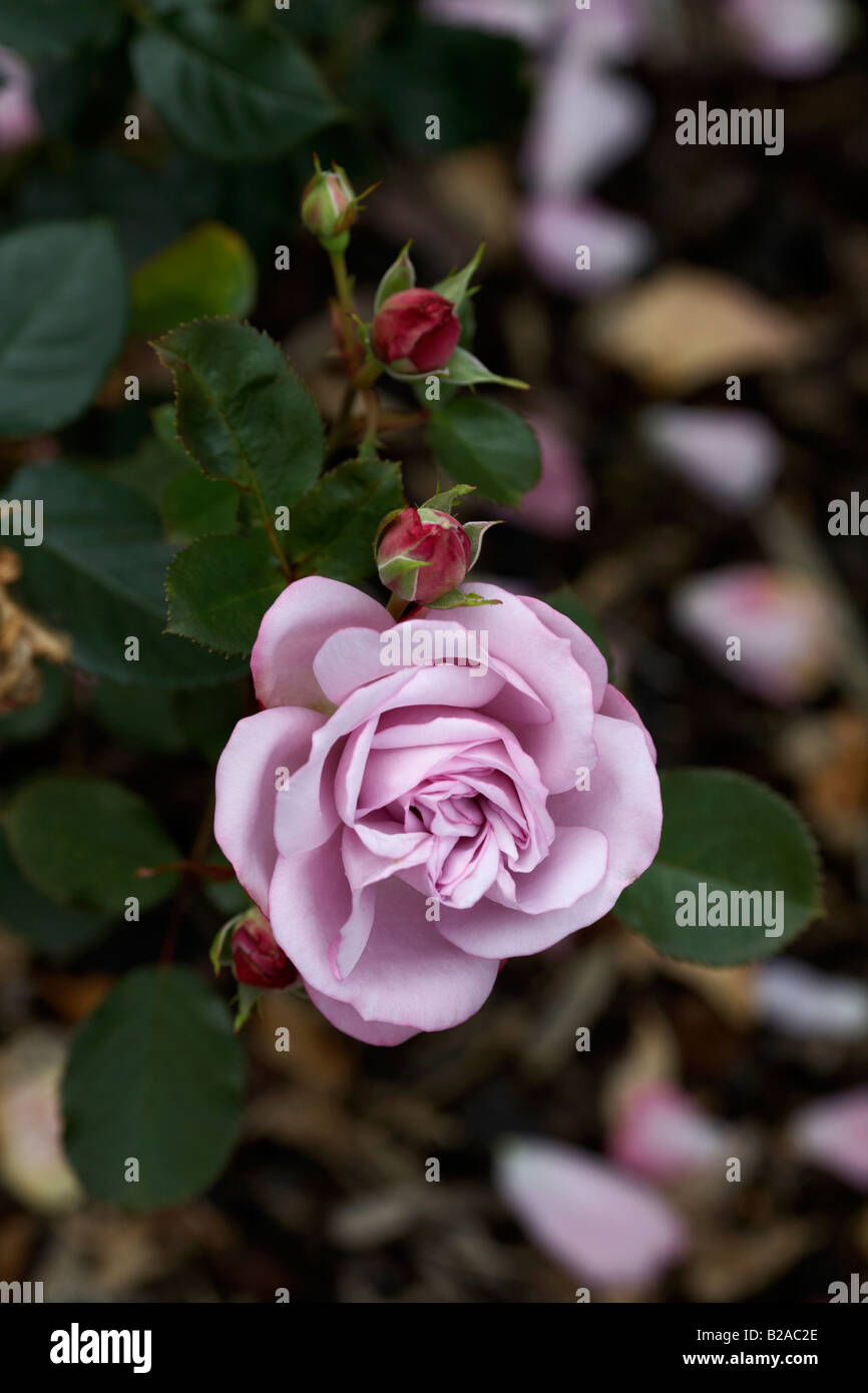 lambert poulsen denmark pink purple mauve rose head and buds Stock ...