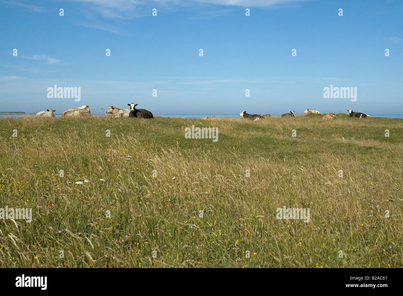 Cows resting on Killard Point Strangford Lough Northern Ireland Stock ...