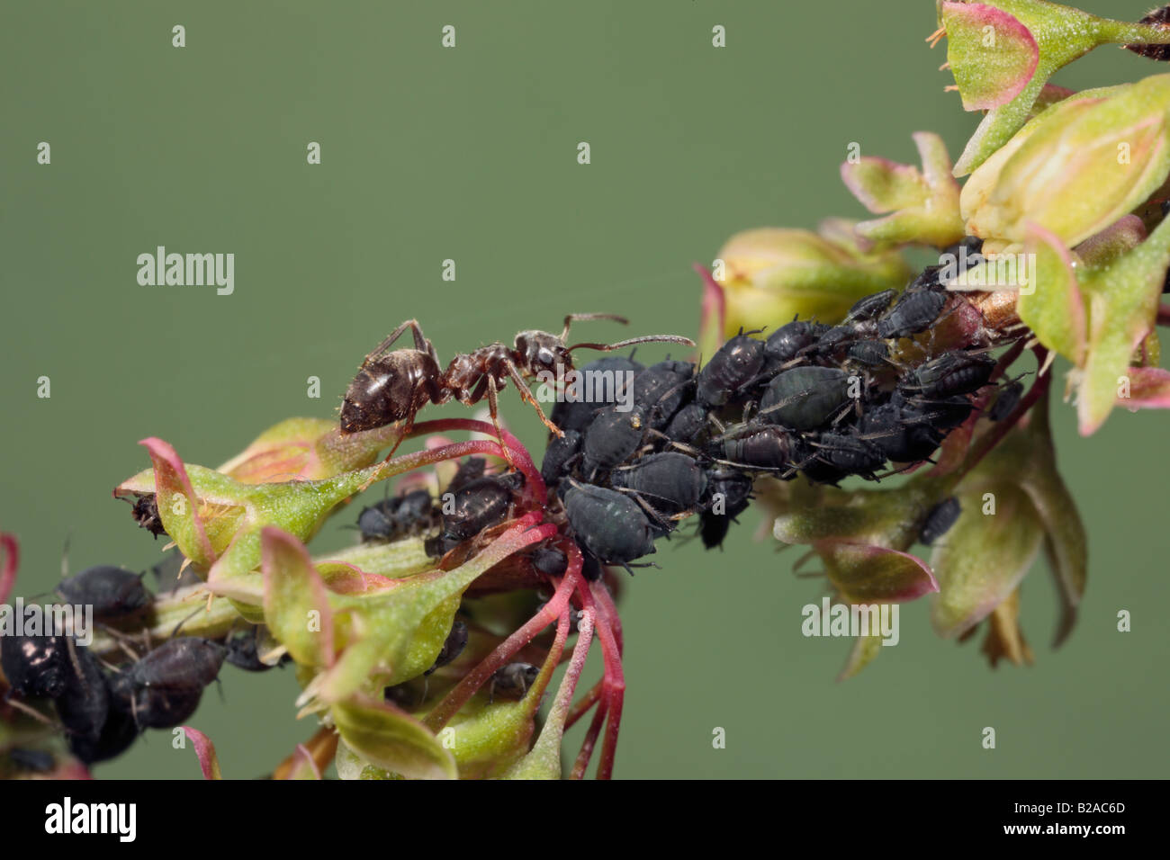 Ants tending Aphids on Dock Potton Bedfordshire Stock Photo - Alamy