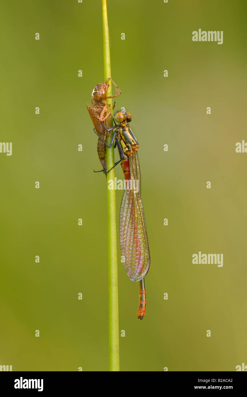 Large Red Damselfly - freshly emerged from its case (exuvia Stock Photo ... Large Red Damselfly - freshly emerged from its case (exuvia Stock Photo ...