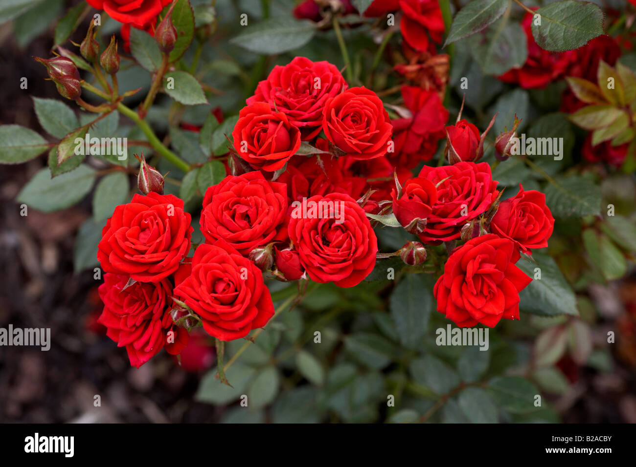 global red floribunda flowering rose Stock Photo - Alamy