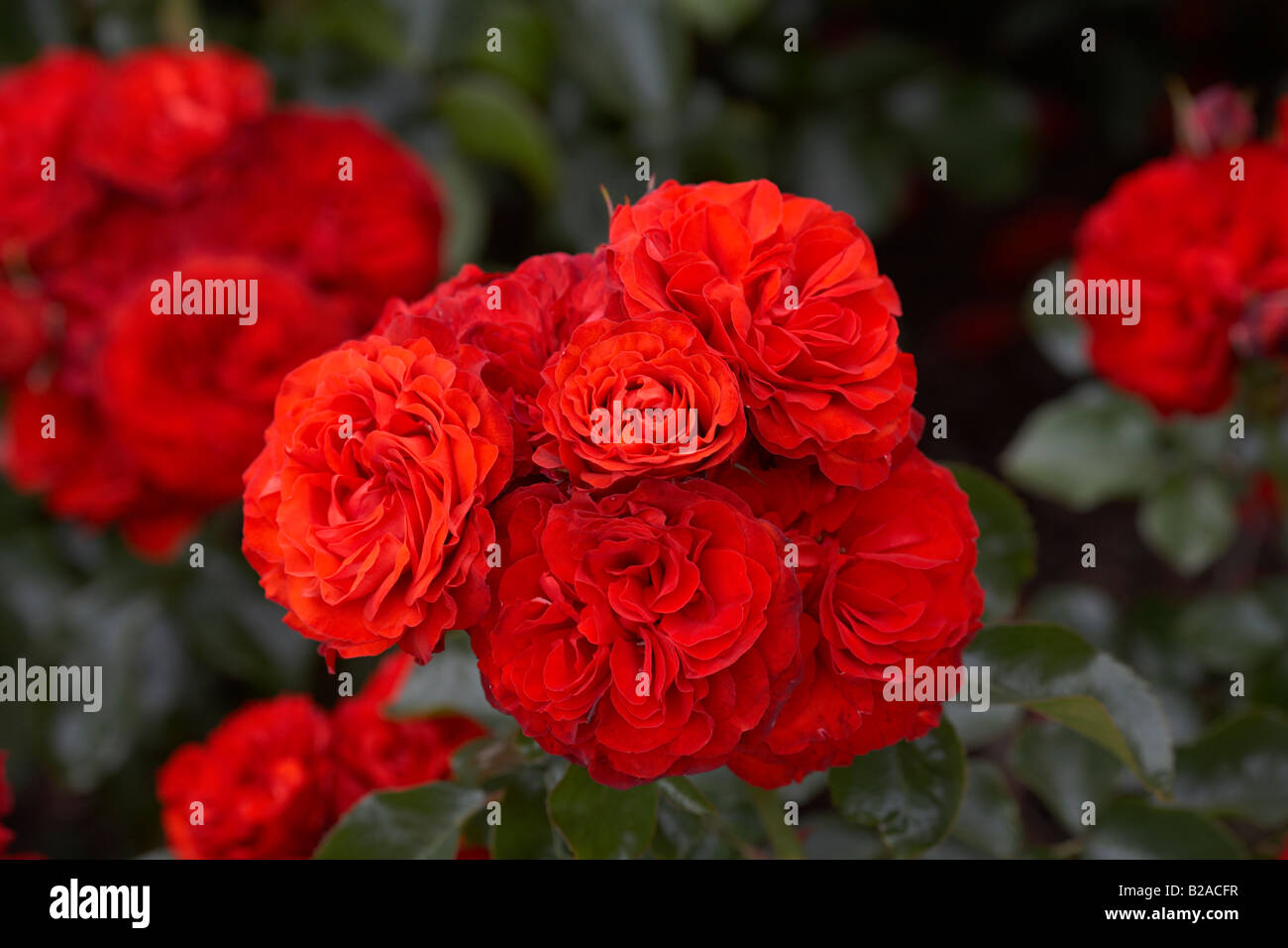 bunches of the little mermaid red rose Stock Photo - Alamy