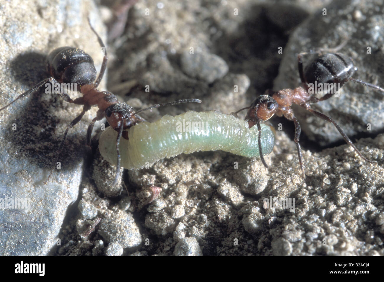 ant ants prey caterpillar insect formica formiche Formica rufa predano ...