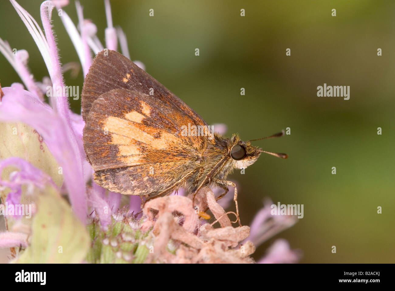 Massasoit hi-res stock photography and images - Alamy