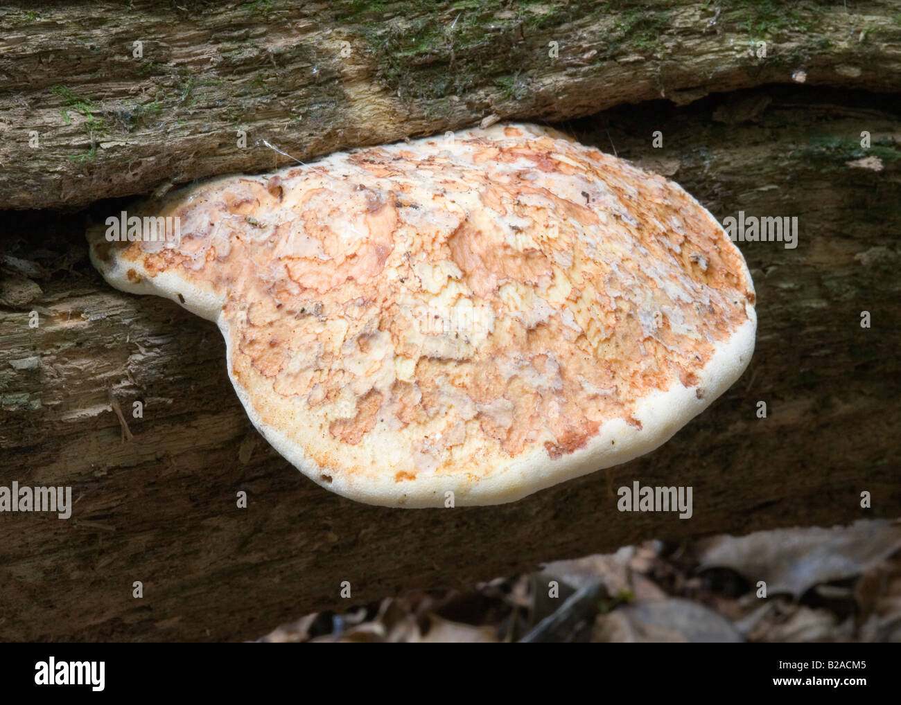 Oak polypore hi-res stock photography and images - Alamy