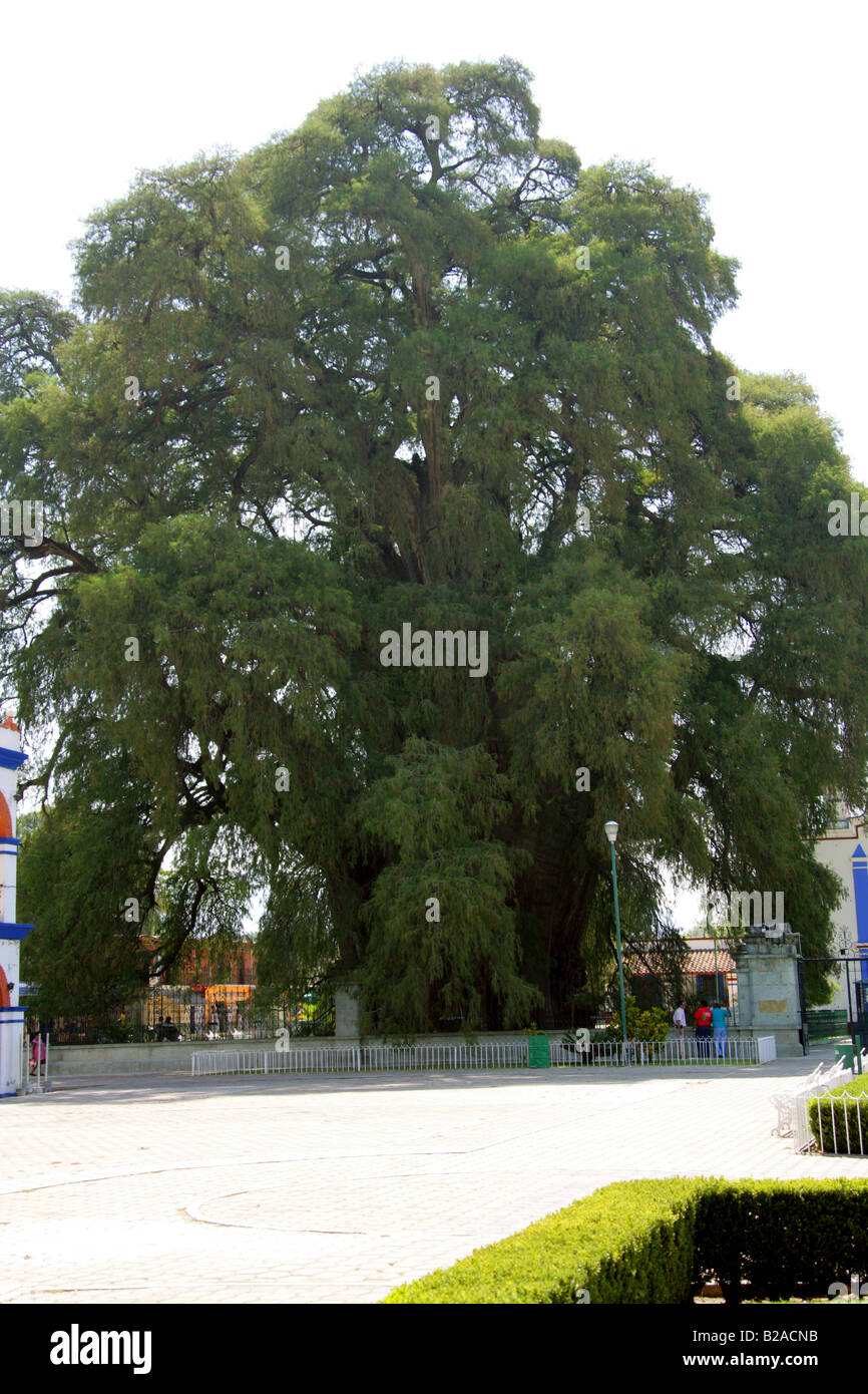 Tule Tree, Santa María del Tule, Oaxaca State, Mexico Stock Photo - Alamy
