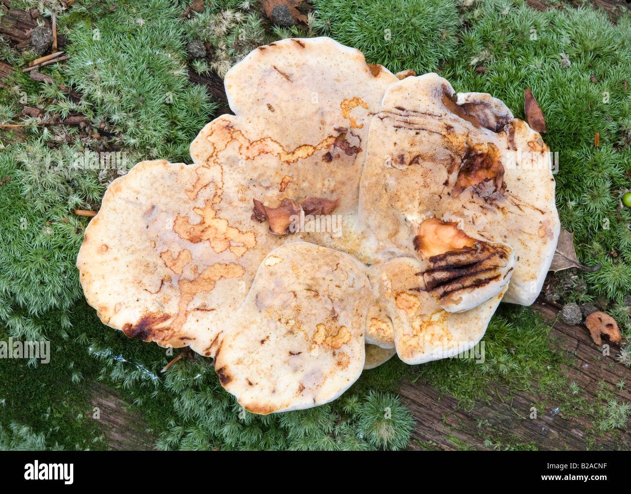 Very rare specimen of Piptoporus quercinus (Oak polypore) on a rotting ...