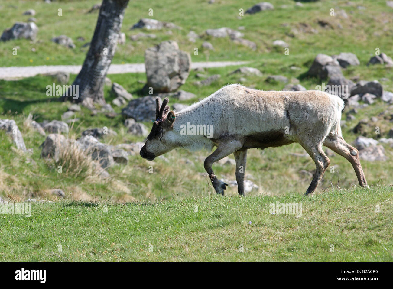 REINDEER WALKING SIDE VIEW Stock Photo - Alamy