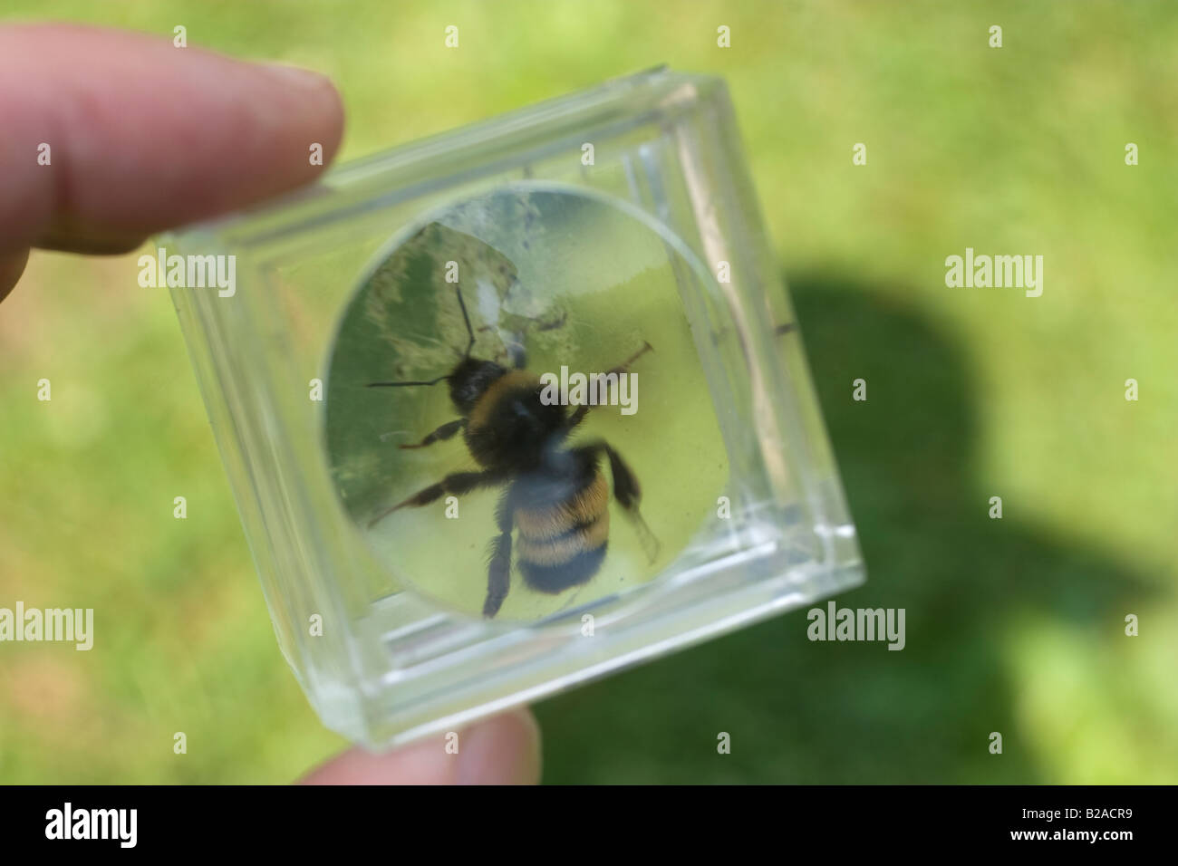 Bumblebee in a magnifying box used to identify the bees for field ...