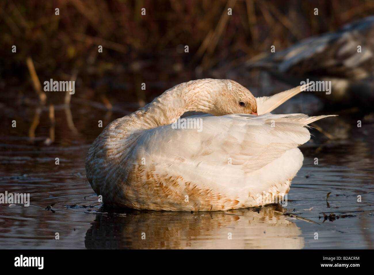 Wild Domestic Goose preening Stock Photo - Alamy