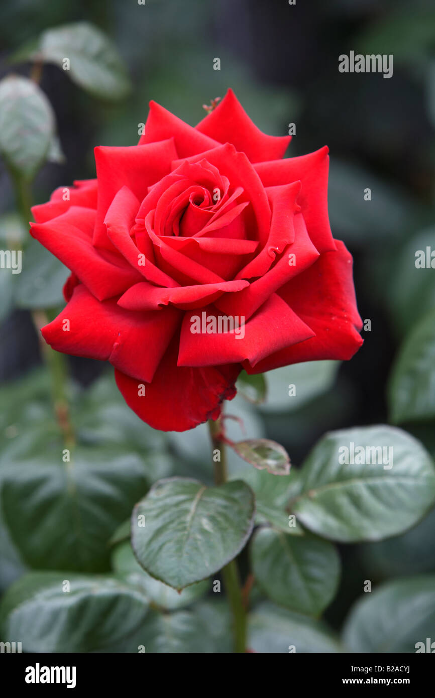 loving memory korgund red hybrid tea rose against green foliage Stock ...