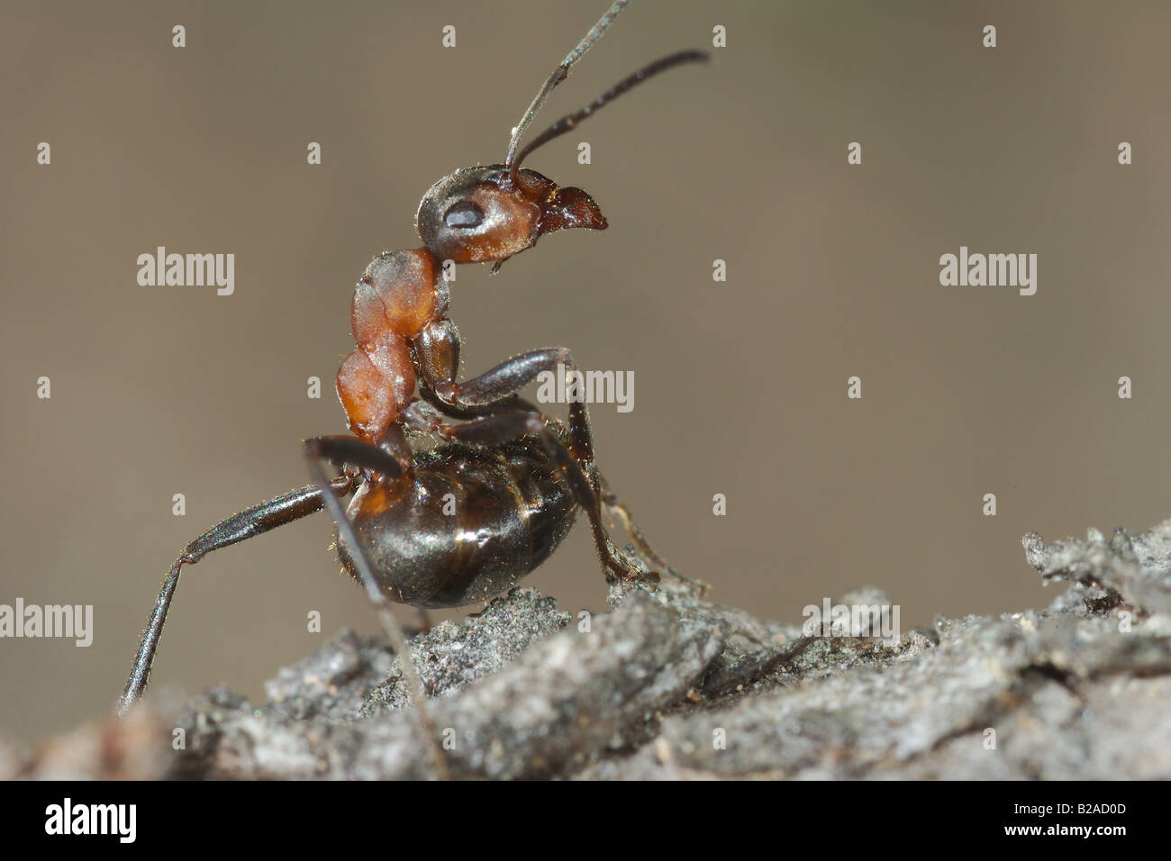 red ant acid spray Formica Formica rufa spruzza acido formico formicaio ...