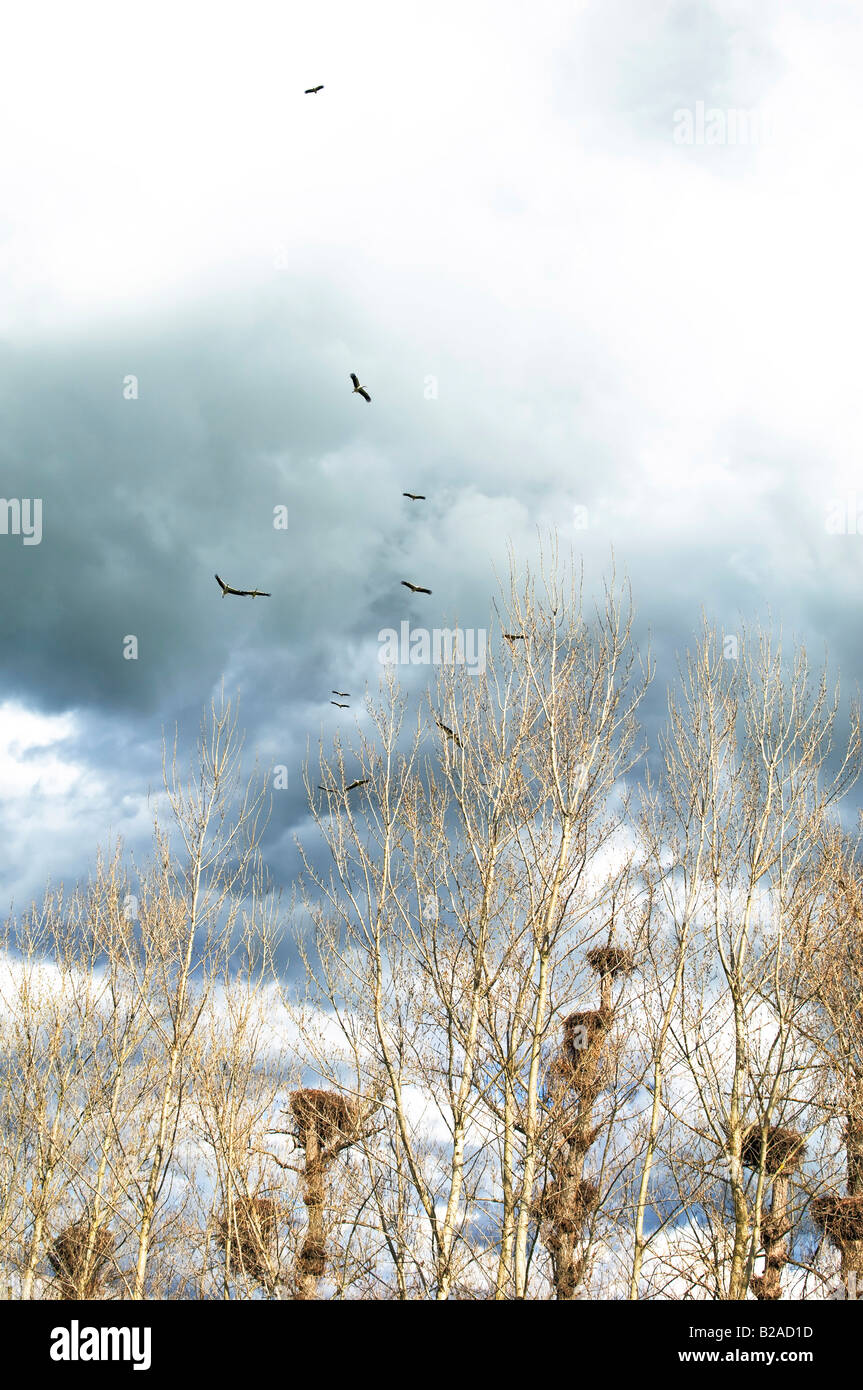 Flying white stork with branch hi-res stock photography and images - Alamy