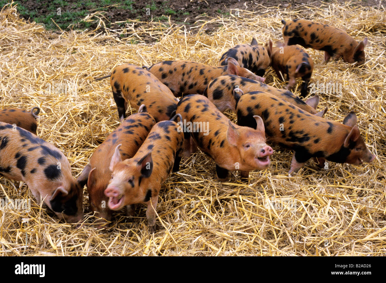 Piglets Odds Farm Park Buckinghamshire litter animals straw charm ...
