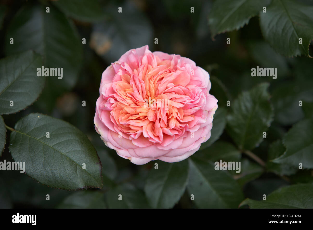 pink blend spiral rose named duchess of cornwall Stock Photo - Alamy