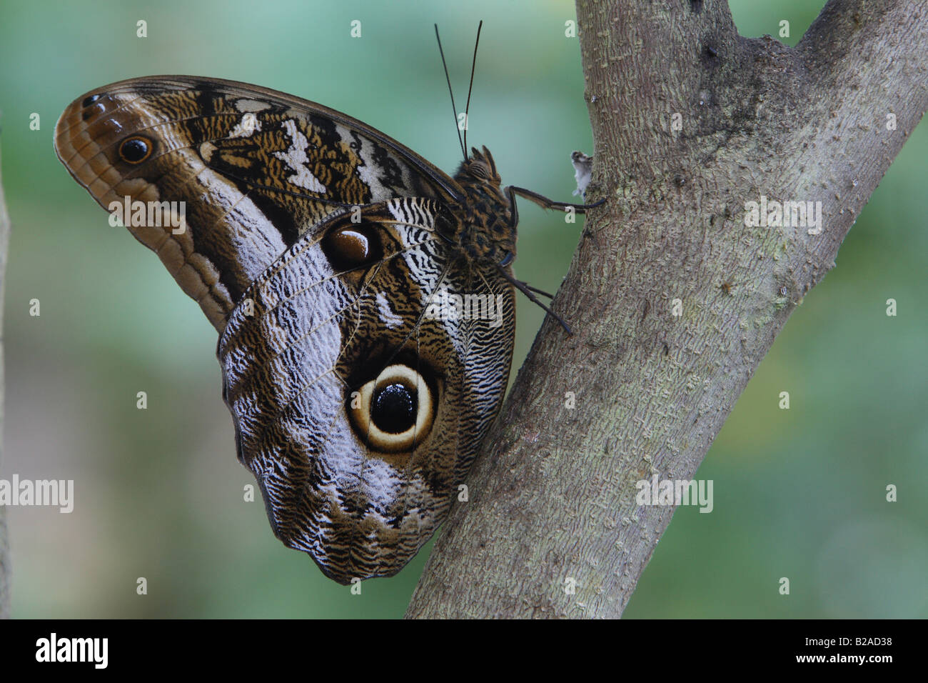 owl eyed butterfly Stock Photo - Alamy