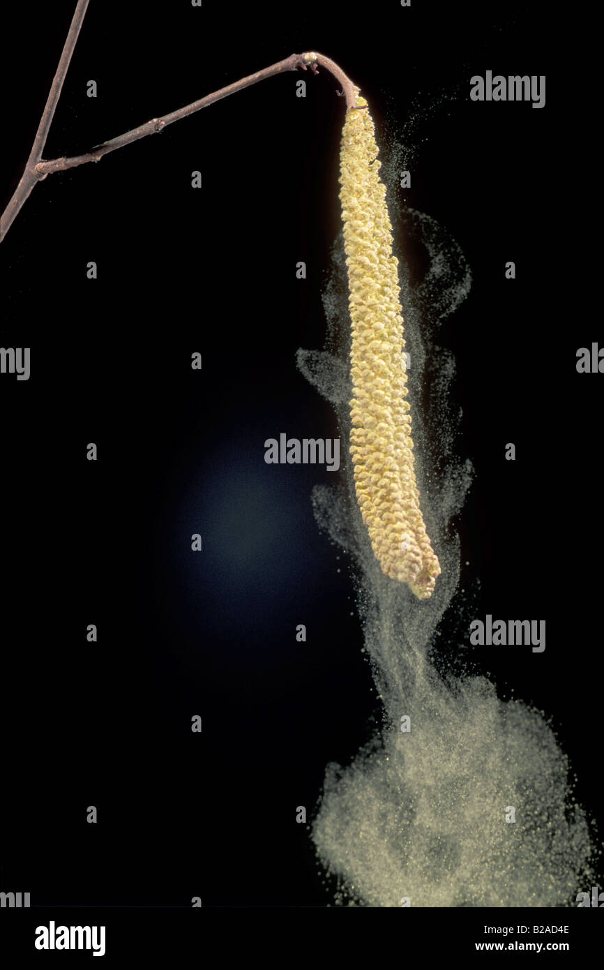 Impollinazione hi-res stock photography and images - Alamy