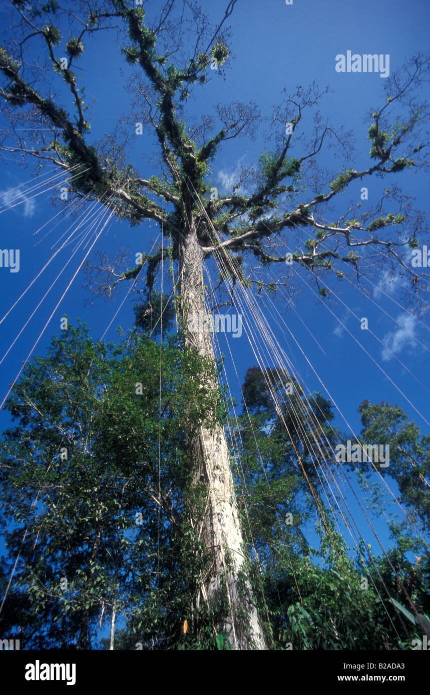 Giant tree with hanging vines in the rain forest on Isla Colon, Bocas ...