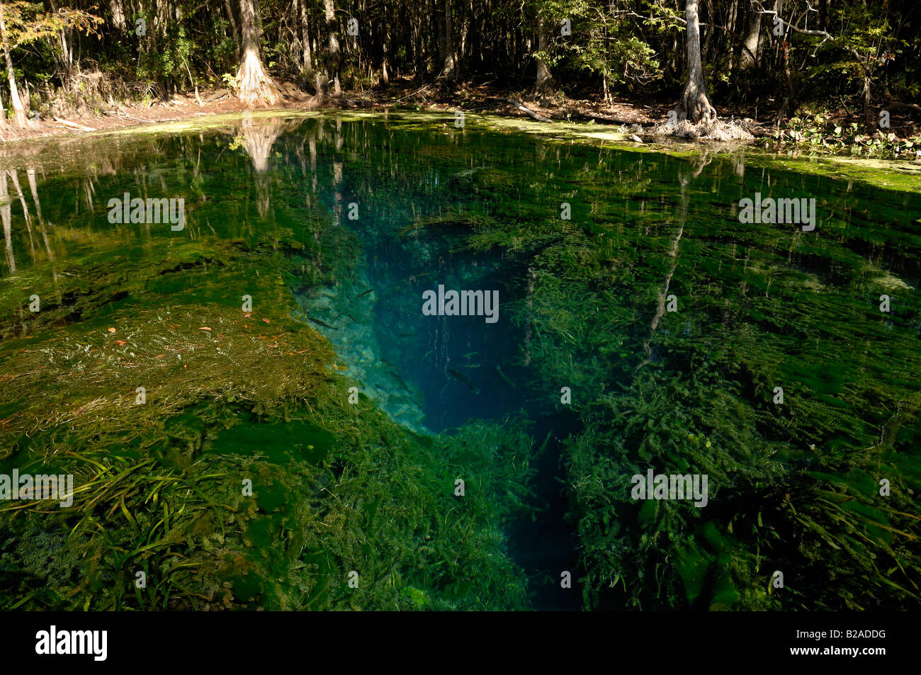 Horsehead spring Wacissa river Florida Stock Photo - Alamy