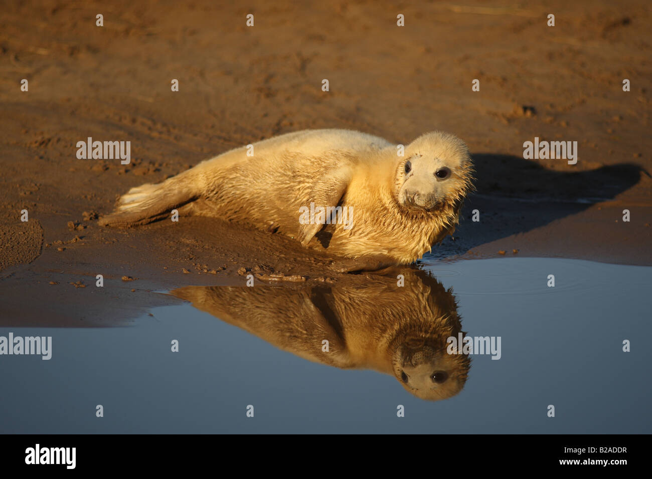 Seal with reflection in water Stock Photo - Alamy