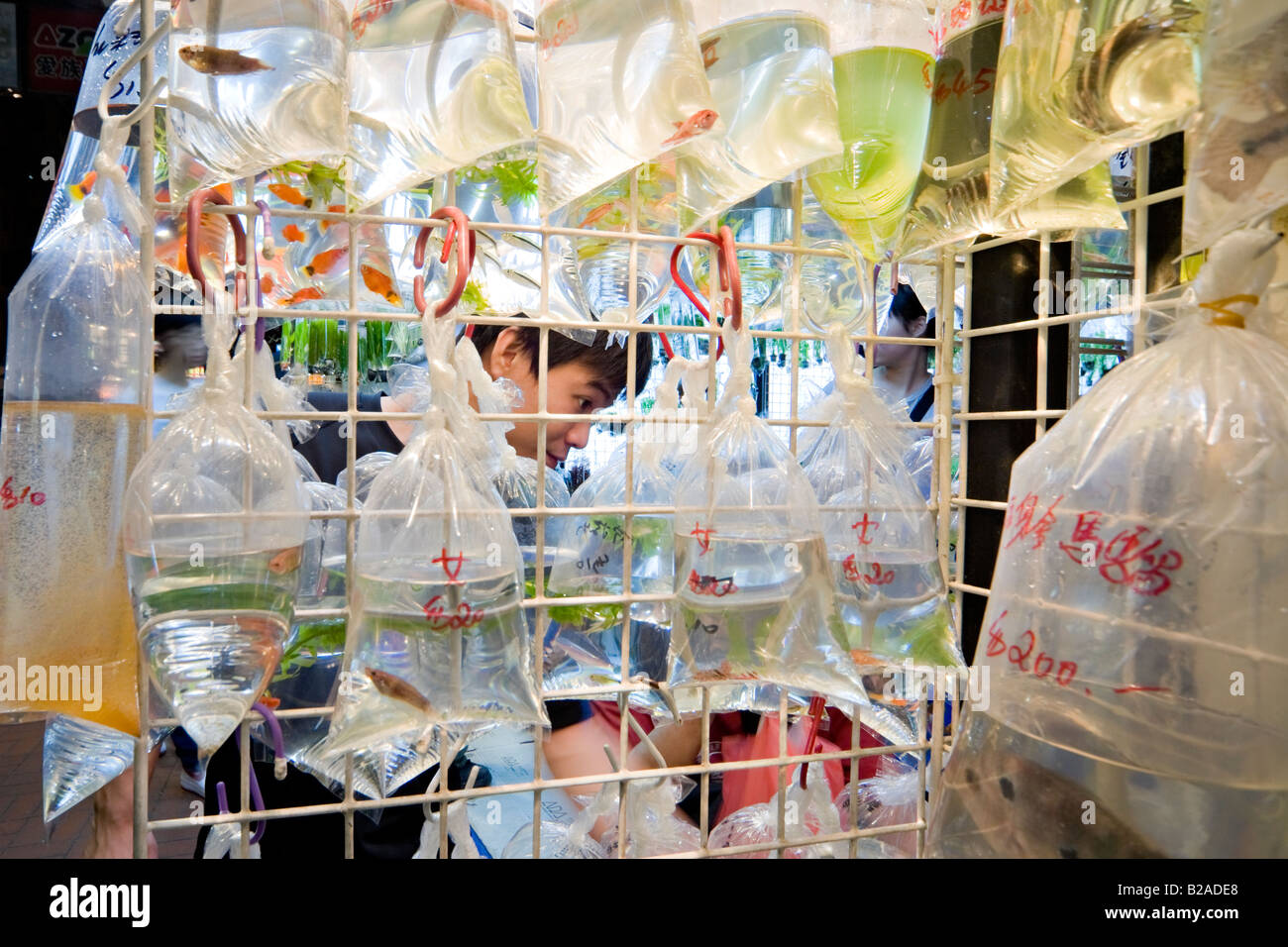 Buying lucky goldfish in Gold Fish Market, Tung Choi Street, Mongkok ...