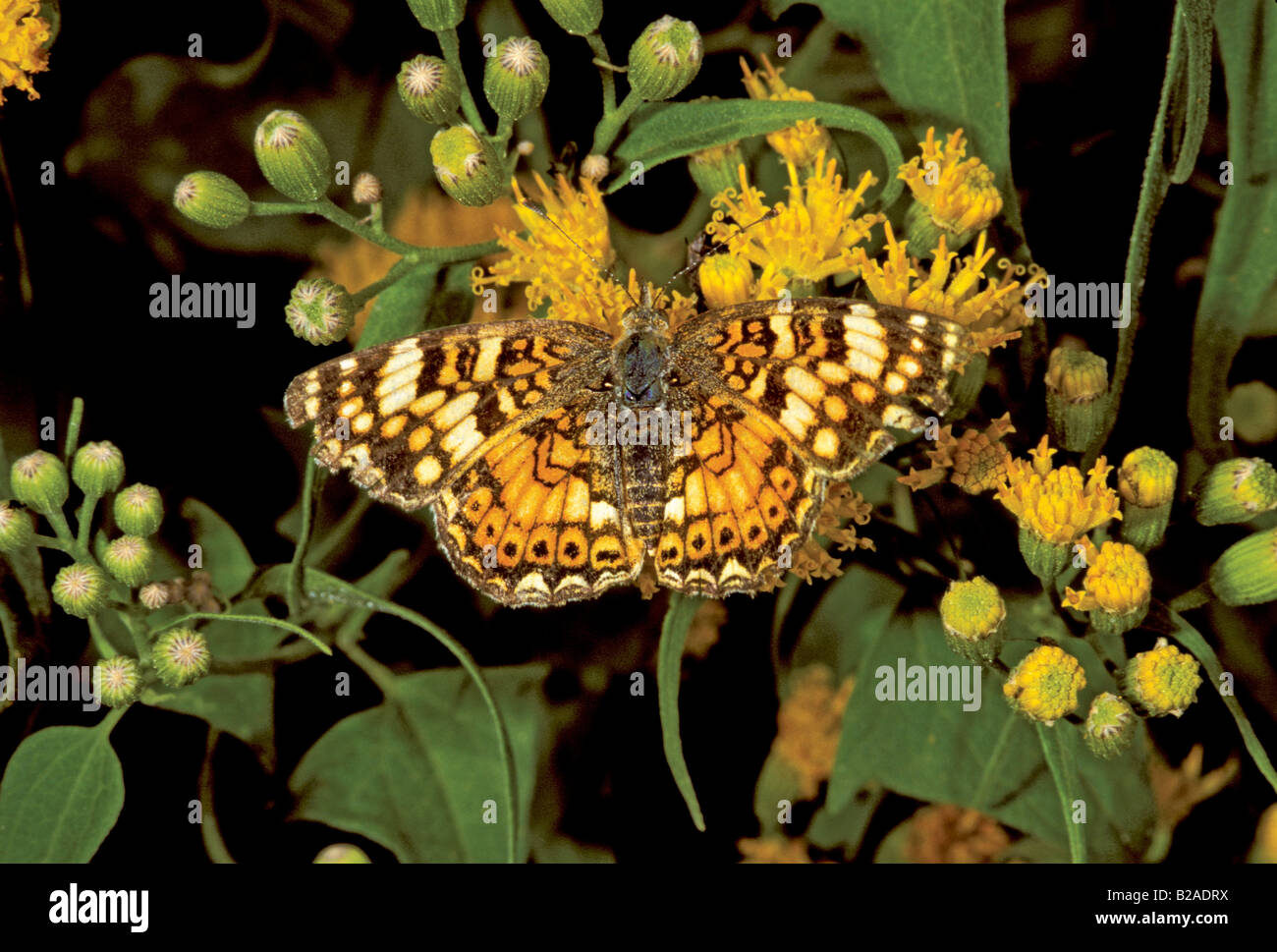 Mylitta Crescent Phyciodes mylitta Stock Photo - Alamy