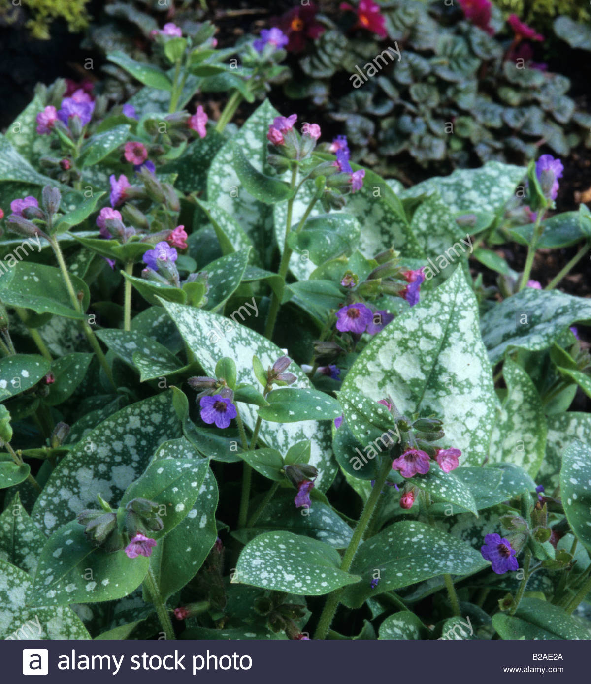 Pulmonaria Saccharata Stock Photos & Pulmonaria Saccharata Stock Images ...