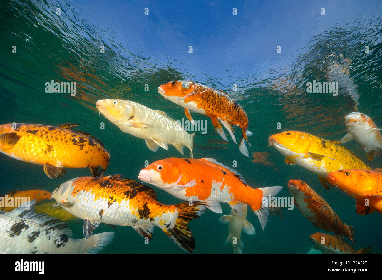 Freshwater fish of china hi-res stock photography and images - Alamy