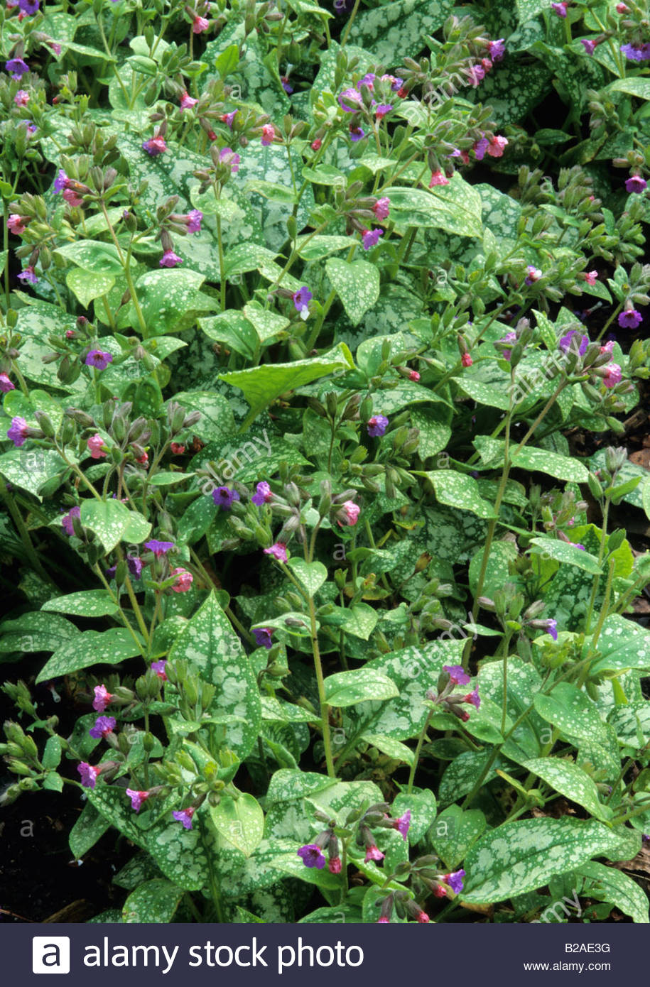 Pulmonaria Saccharata Stock Photos & Pulmonaria Saccharata Stock Images ...