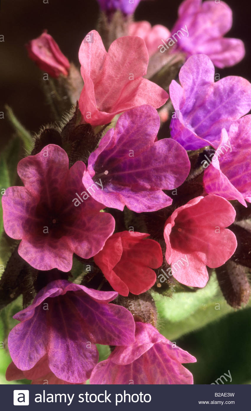Pulmonaria Saccharata Stock Photos & Pulmonaria Saccharata Stock Images ...