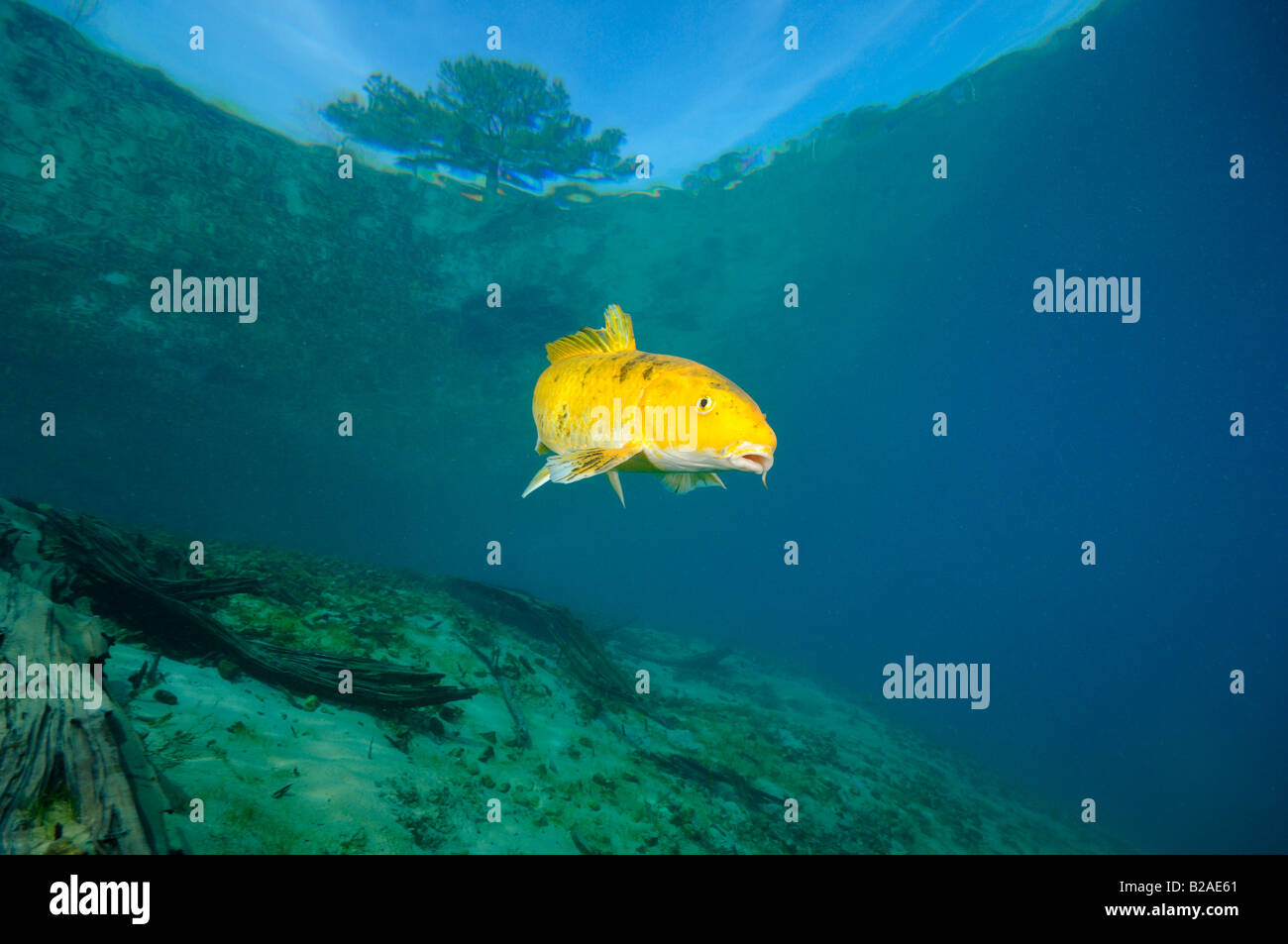 Koi are freshwater carp raised in ponds Stock Photo - Alamy