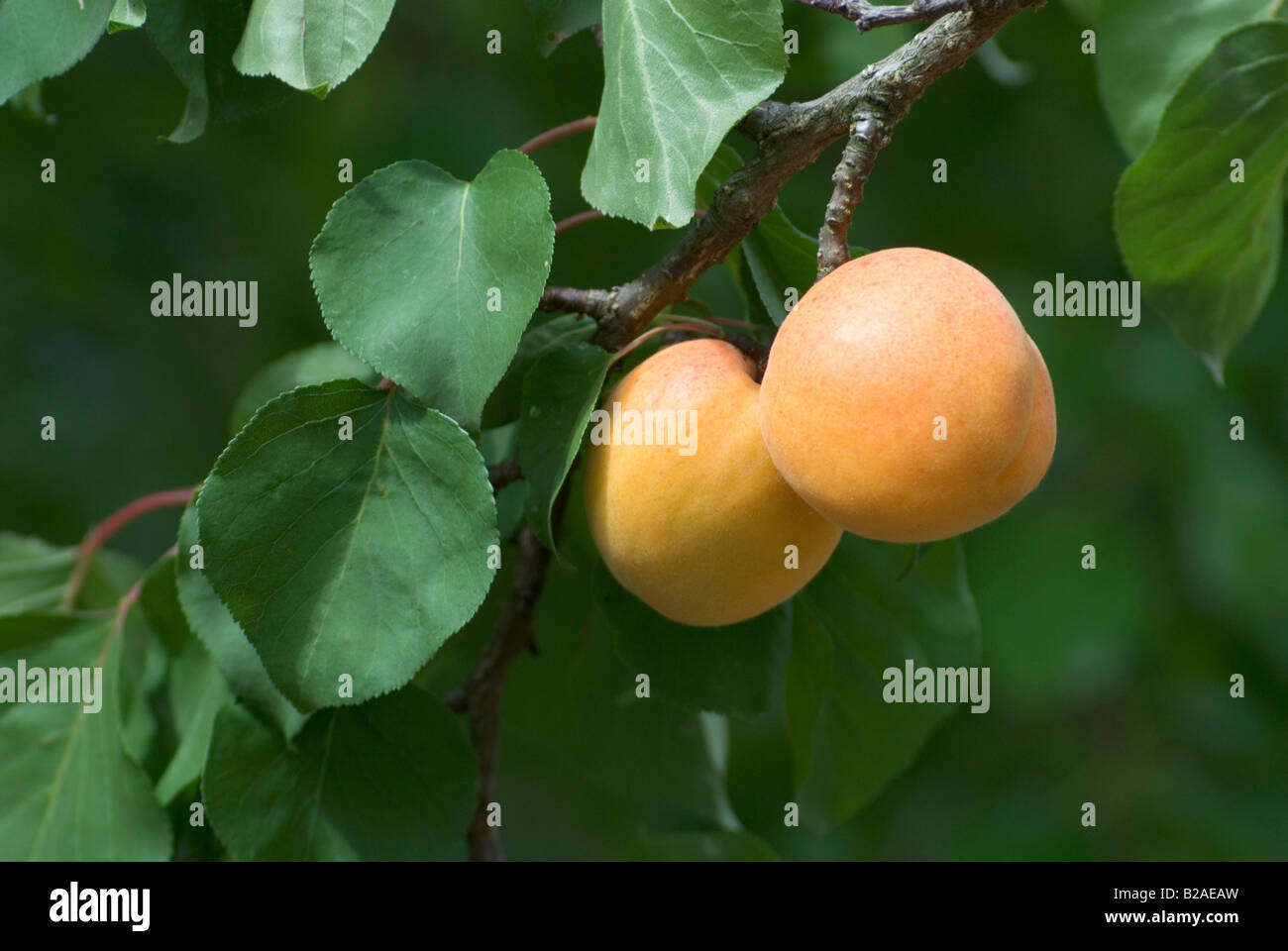 Fuit tree hi-res stock photography and images - Alamy