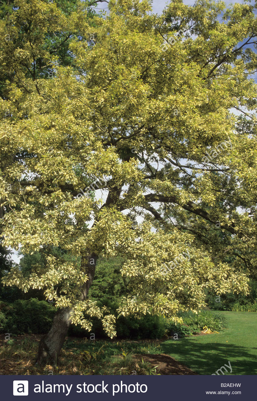 Quercus Cerris Stock Photos & Quercus Cerris Stock Images - Alamy