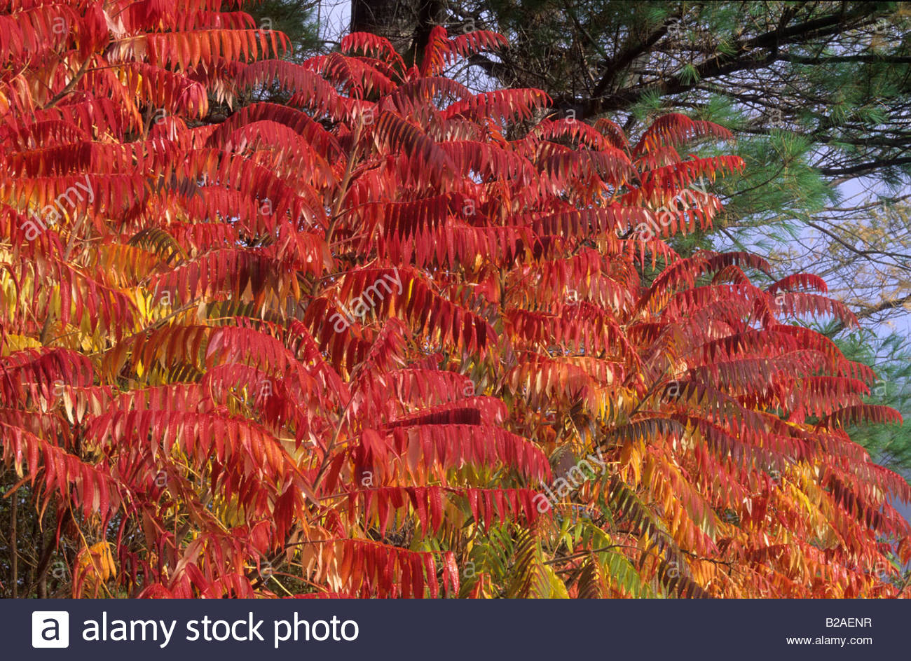 Rhus Glabra Stock Photos & Rhus Glabra Stock Images - Alamy