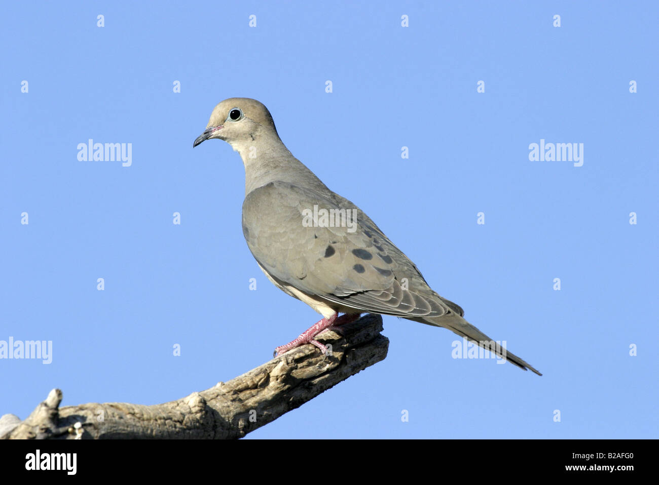 Macoura hi-res stock photography and images - Alamy