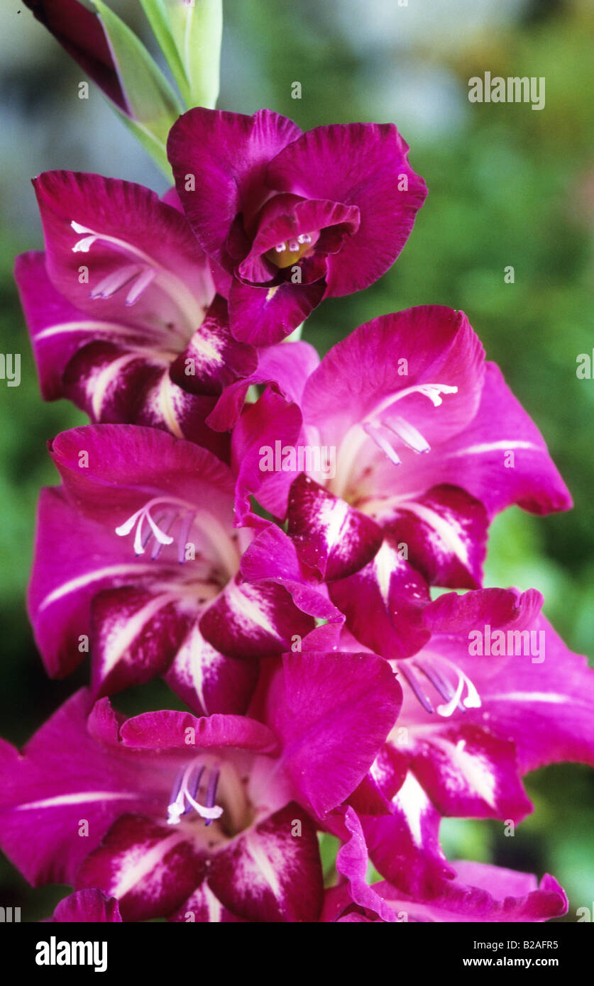 Gladiolus grandiflora hi-res stock photography and images - Alamy