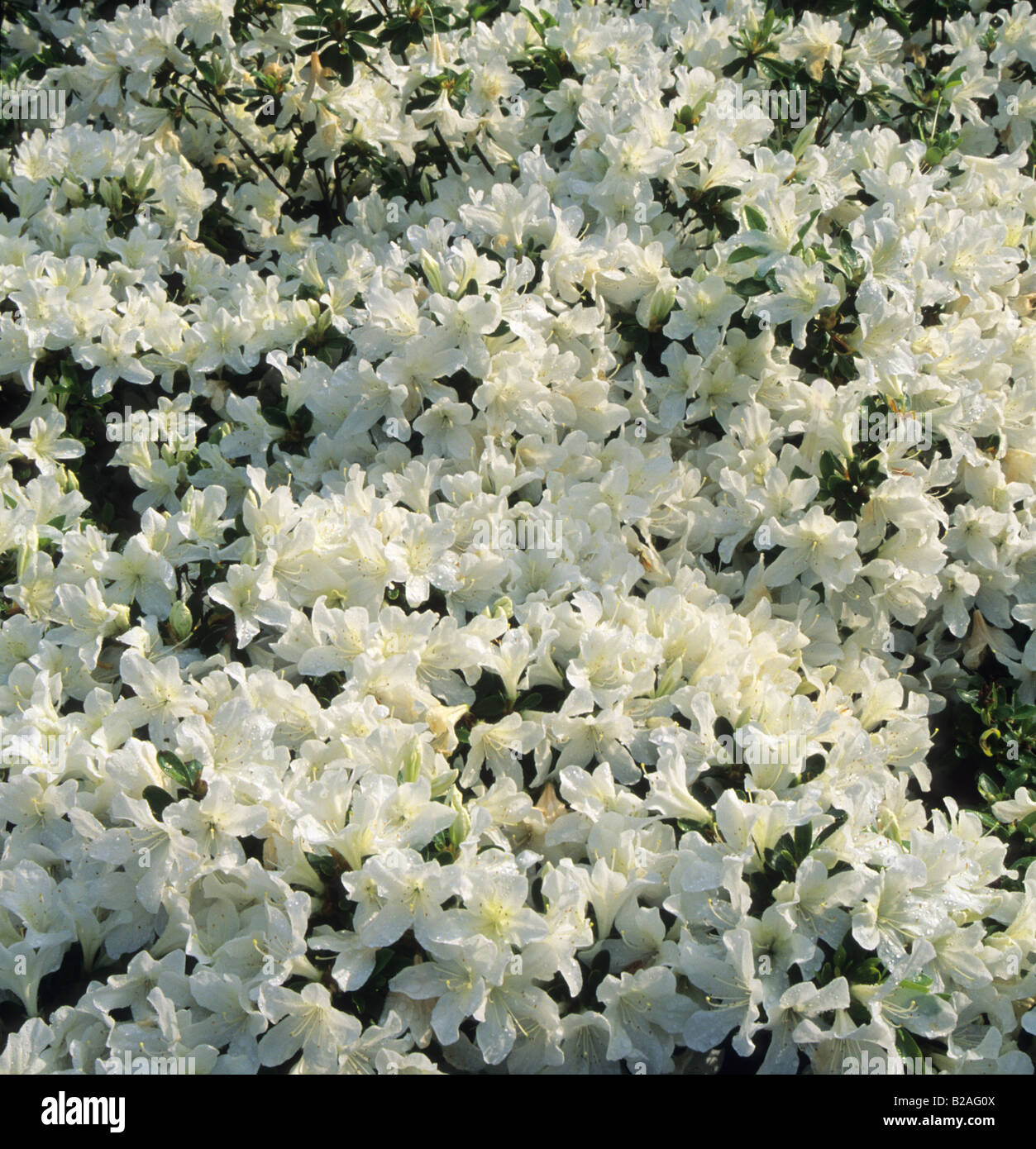 azalea Rhododendron Driven Snow Stock Photo - Alamy