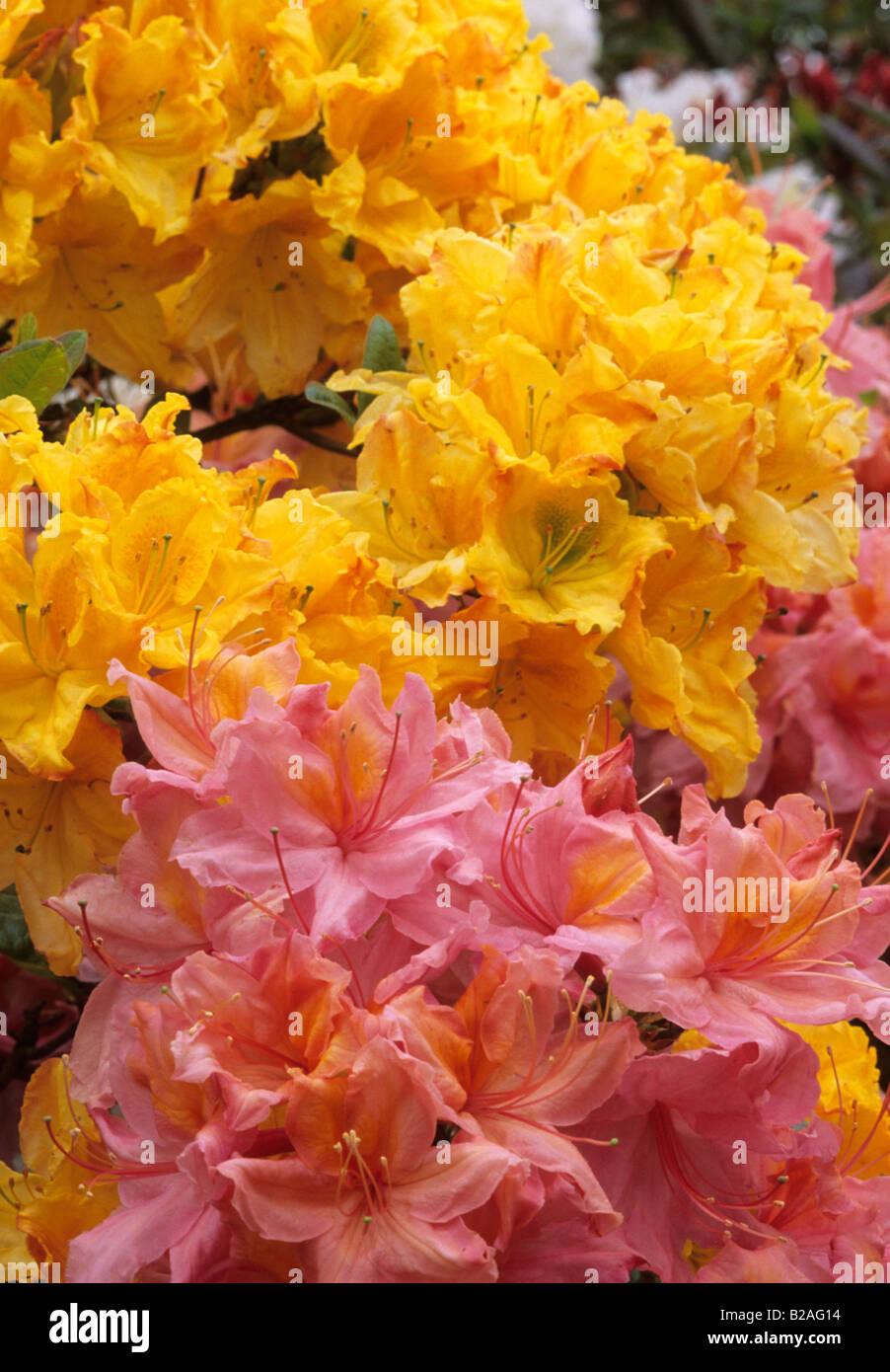 azalea Rhododendron George Reynolds and Apricot Pink Stock Photo - Alamy