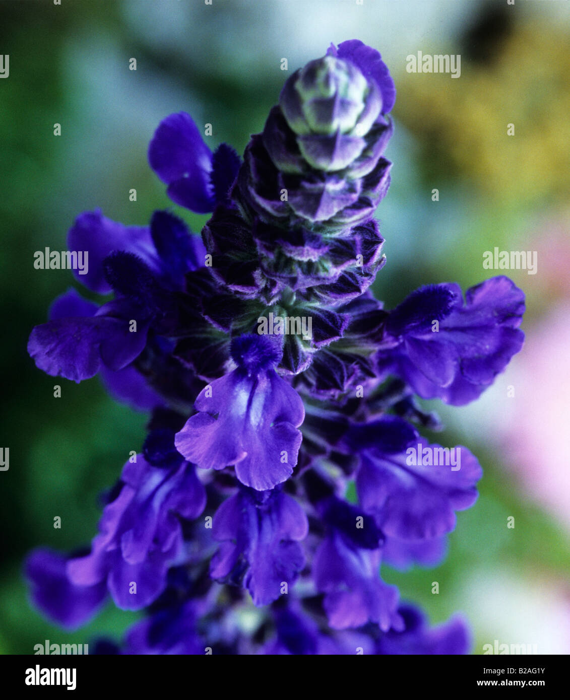 Salvia Mystic Spires Stock Photo - Alamy