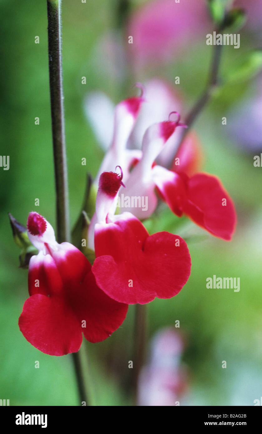 Salvia microphylla Hot Lips Stock Photo - Alamy