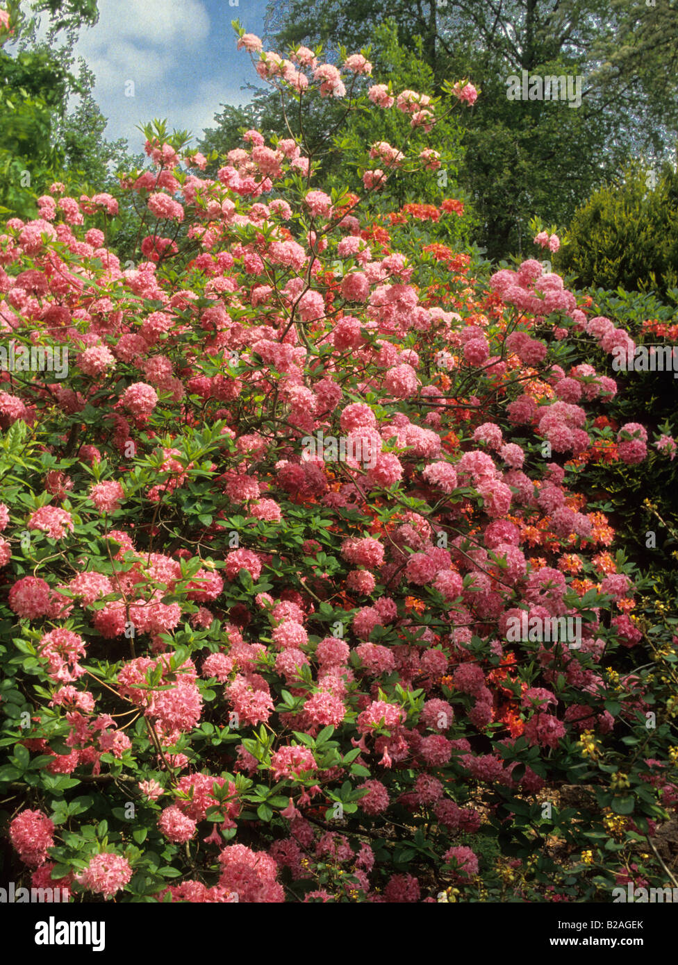 azalea Rhododendron Homebush Stock Photo - Alamy