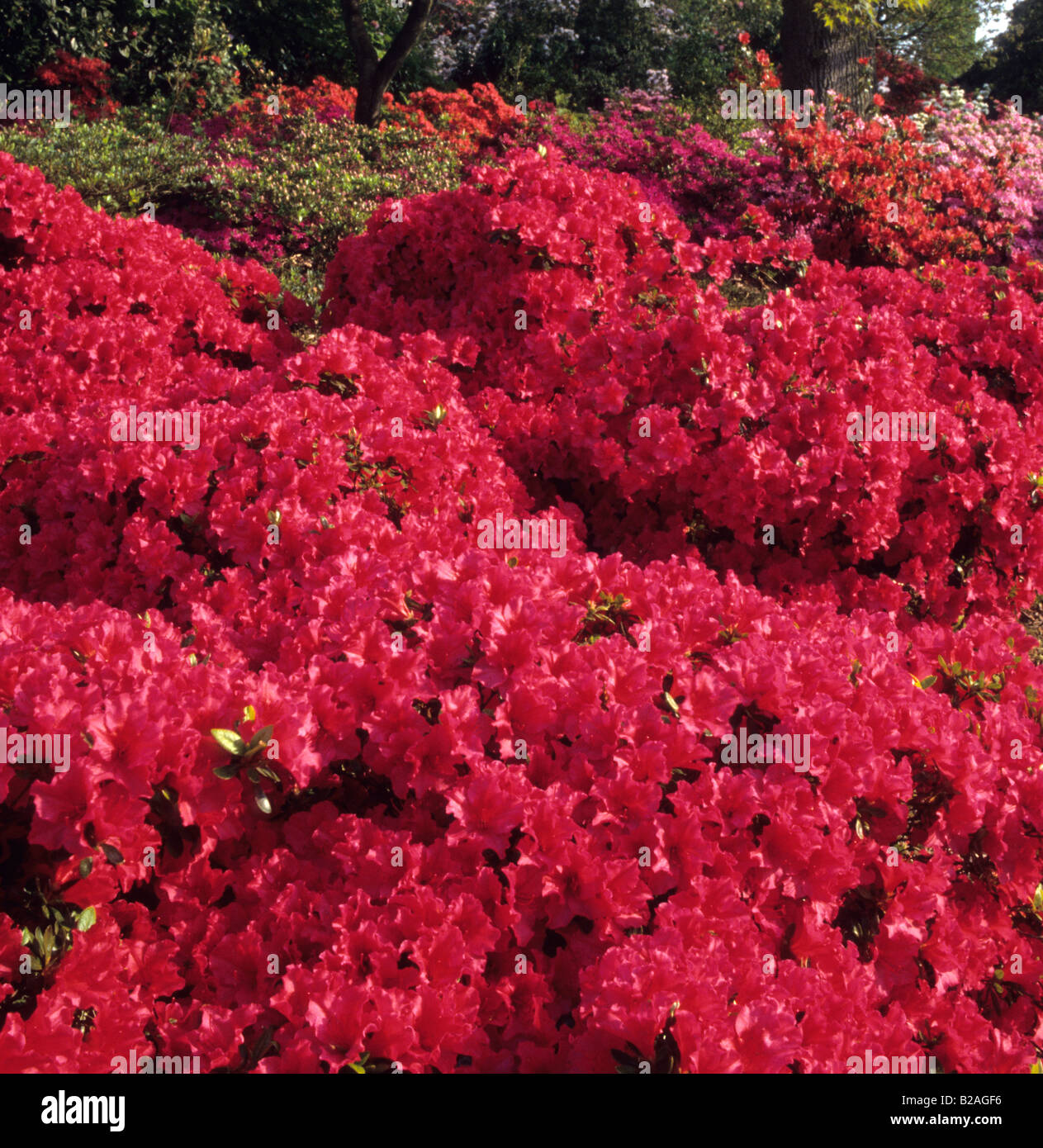 azalea Rhododendron Hino crimson Stock Photo - Alamy