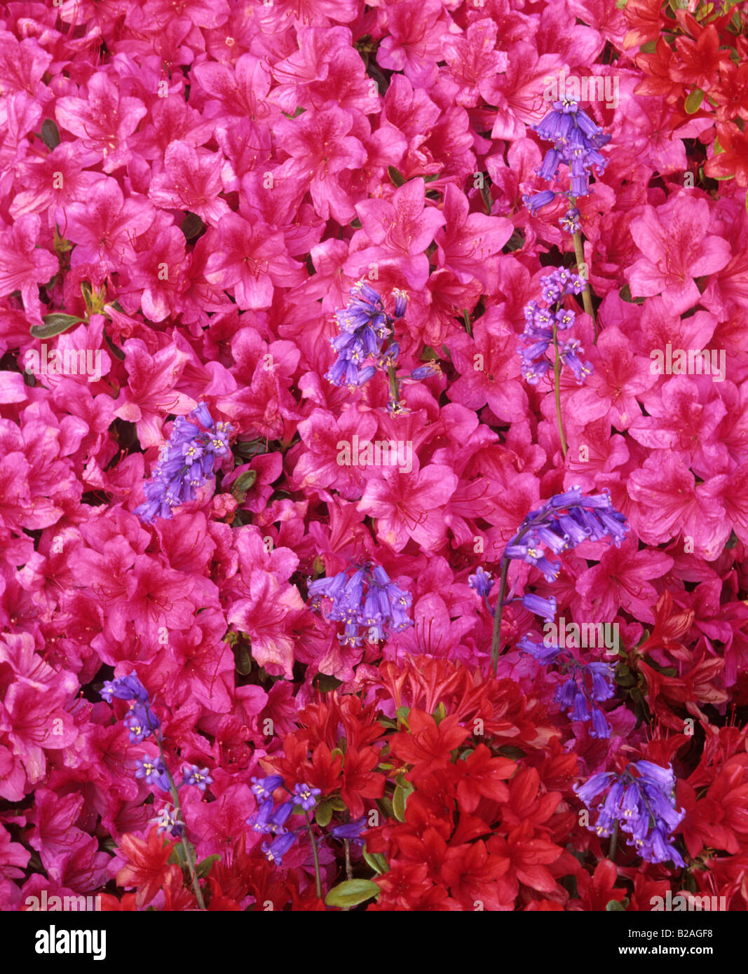 azalea Rhododendron Hino de giri Stock Photo - Alamy