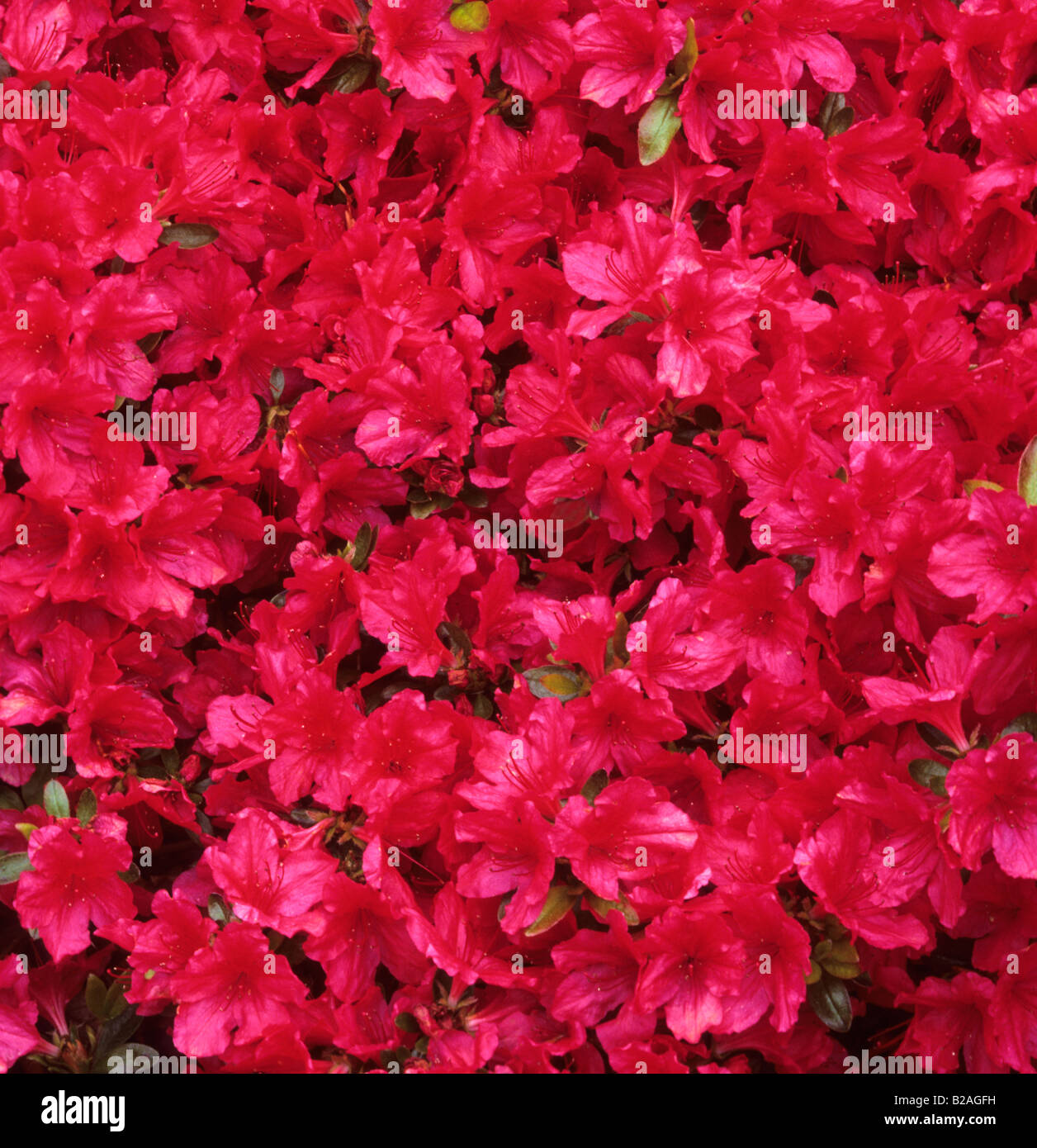 Hino red hi-res stock photography and images - Alamy