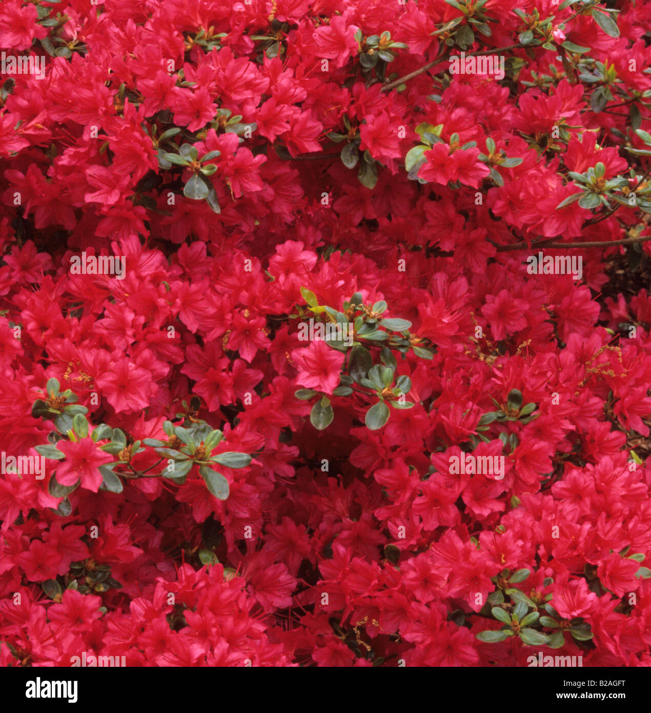 Scarlet azalea hi-res stock photography and images - Alamy