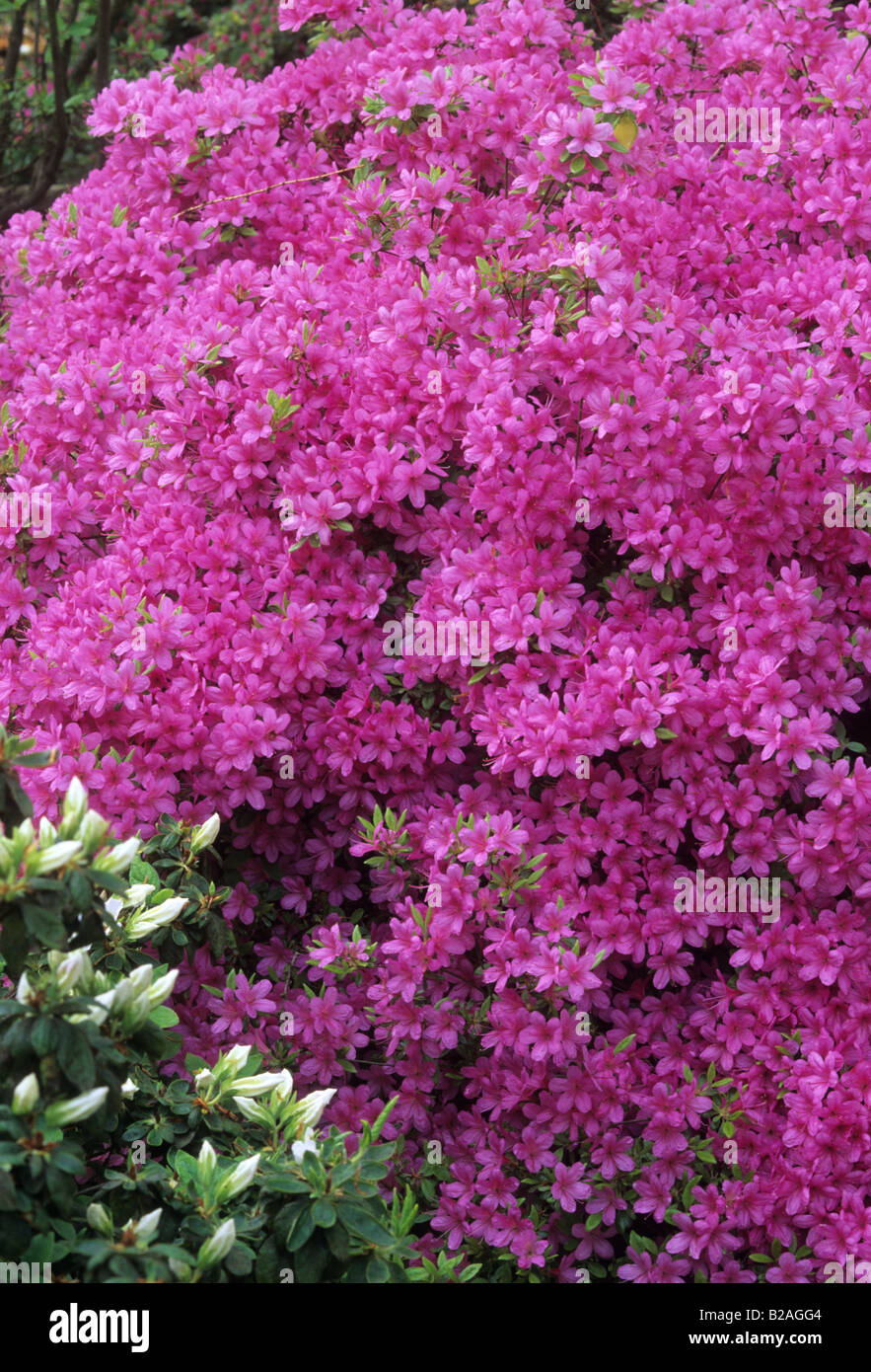 azalea Rhododendron Hino mayo Stock Photo - Alamy