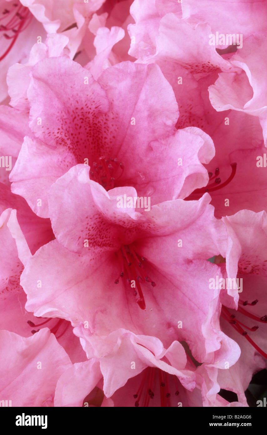 Rhododendron Hydon Dawn Stock Photo - Alamy