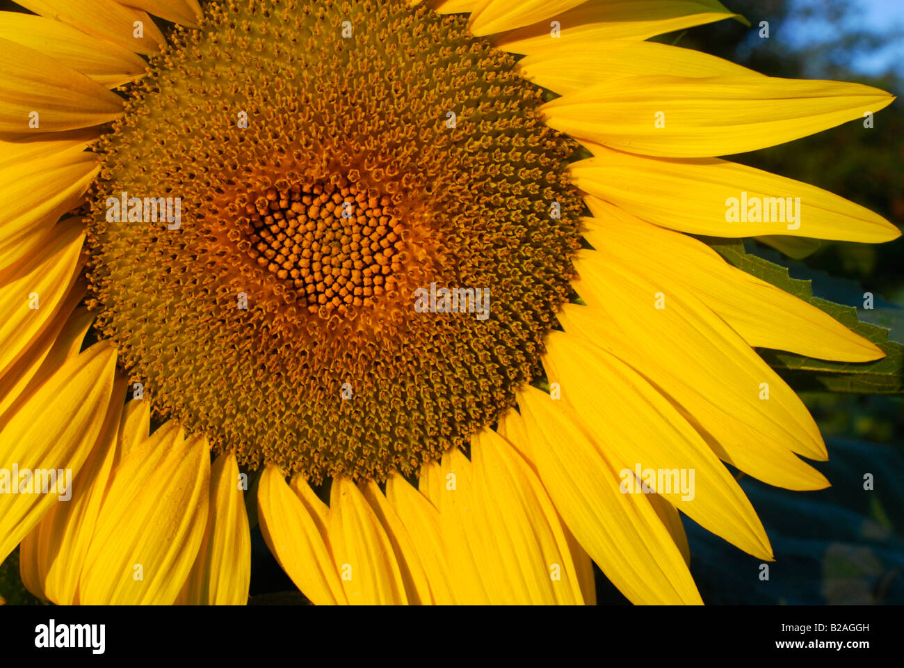 Close up sunflower head hi-res stock photography and images - Alamy